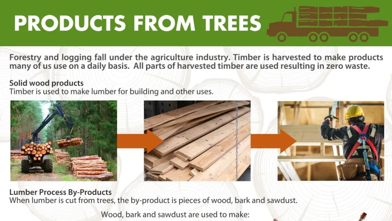 10 Things Made From Trees